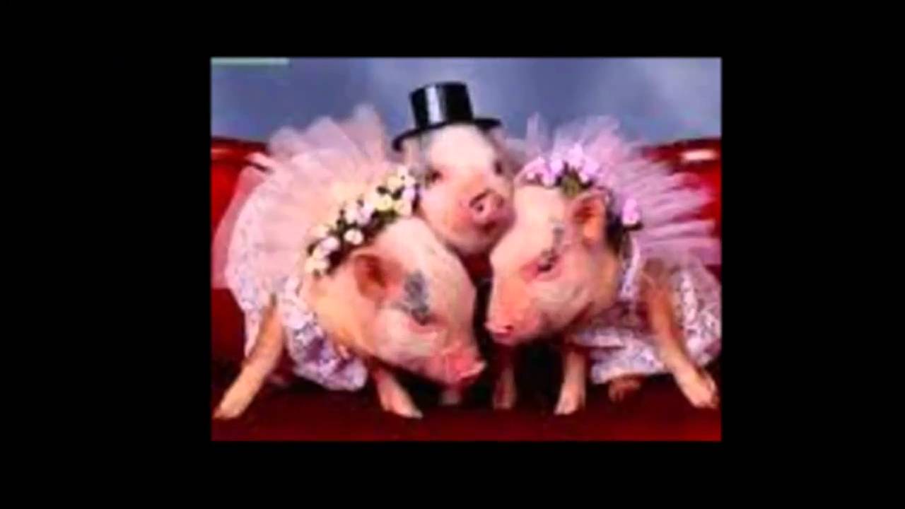 Historia de los 3 chanchitos - loquendo - YouTube