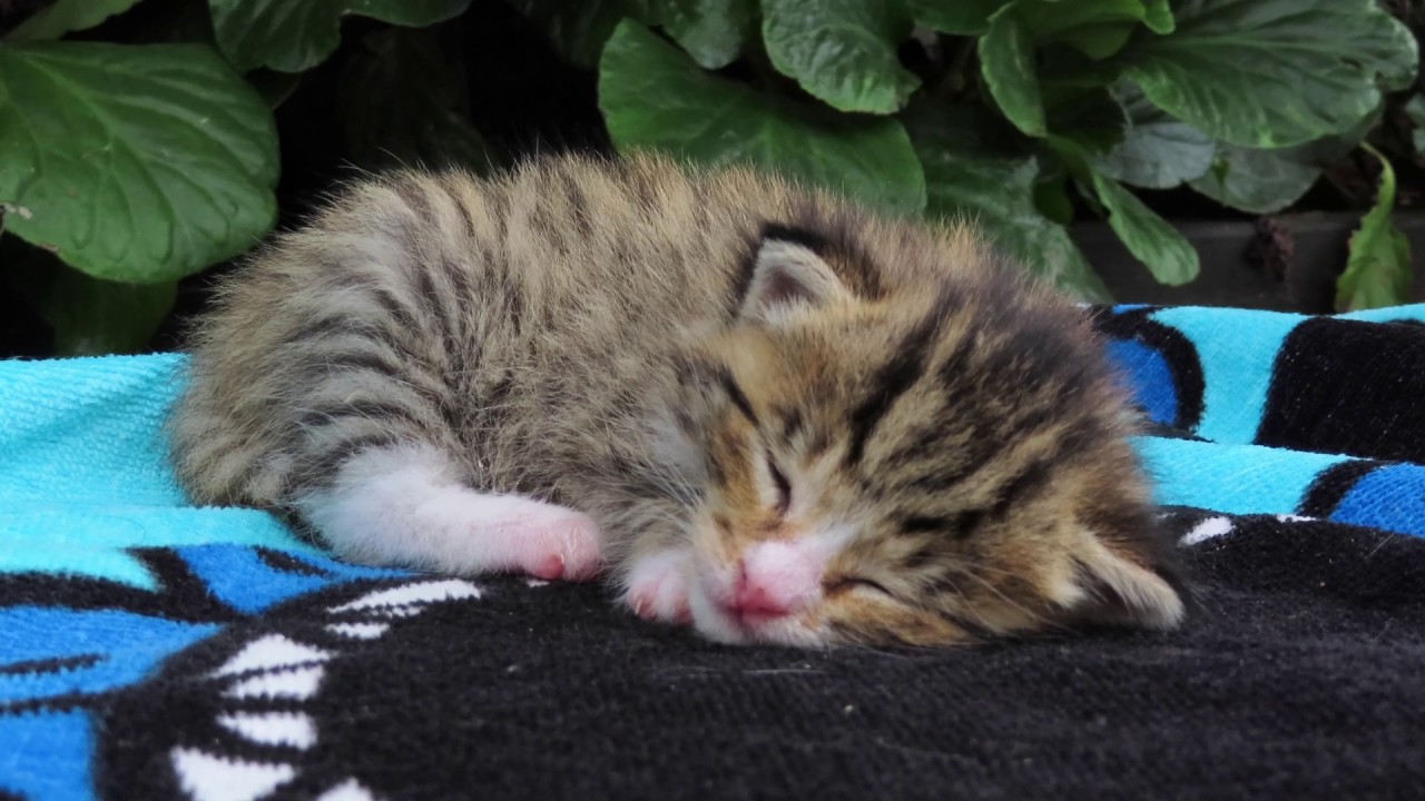 3 Week Old Kitten Sleeping And Purring Relaxing Cat Purring Sound For 3-week-old-kitten-sleeping-and-purring-relaxing-cat-purring-sound-for