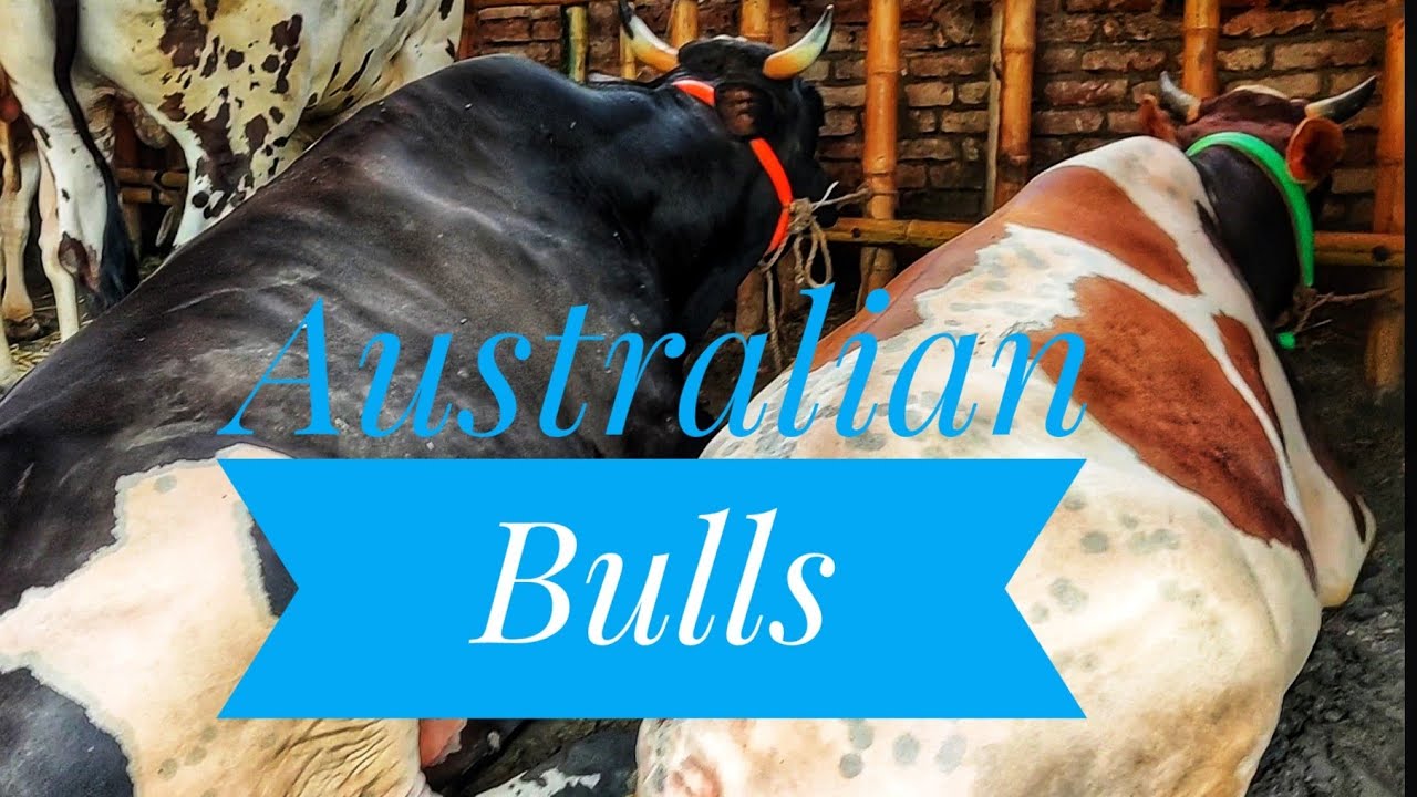 Australian Huge Bulls At Dhaka || Cow Farming || Special For Eid - YouTube