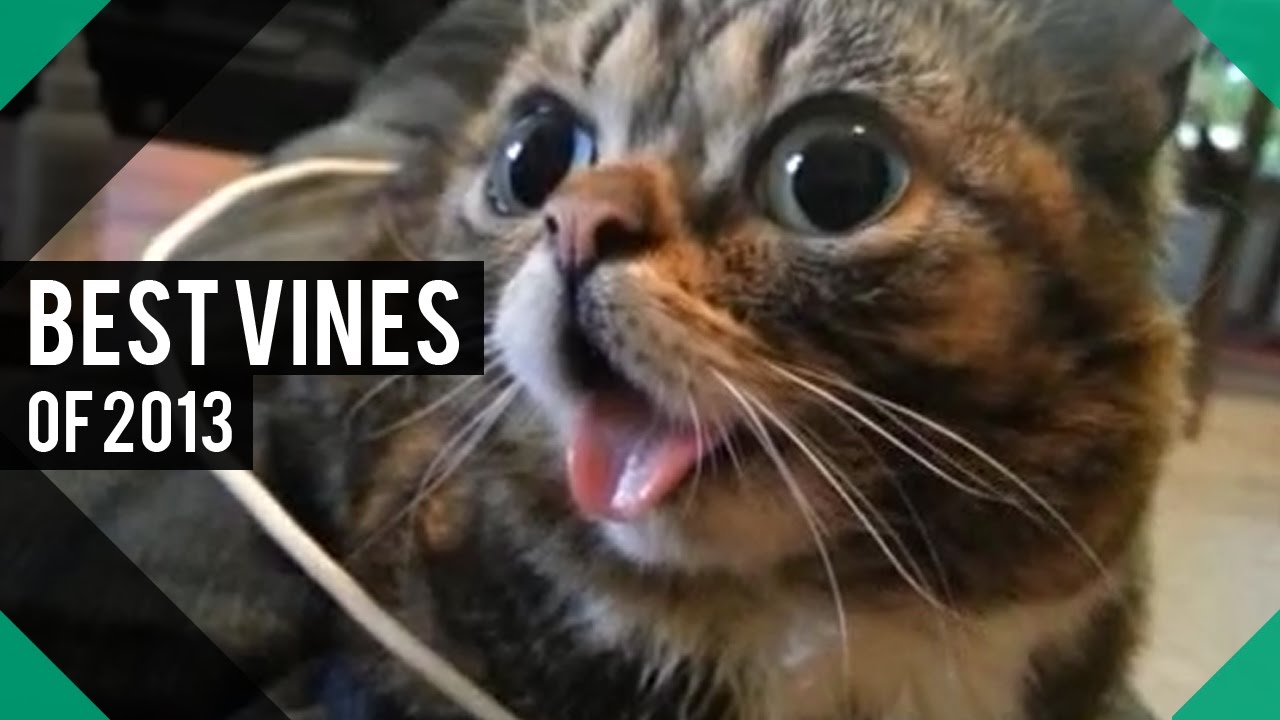 BEST VINES of 2013 Compilation - YouTube