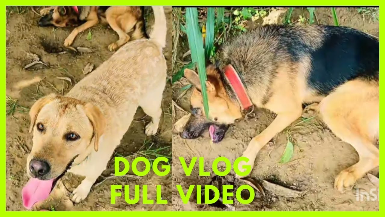 labra dog and German Shepherd dog full vlog#dog #longvlog #vlogs # ...