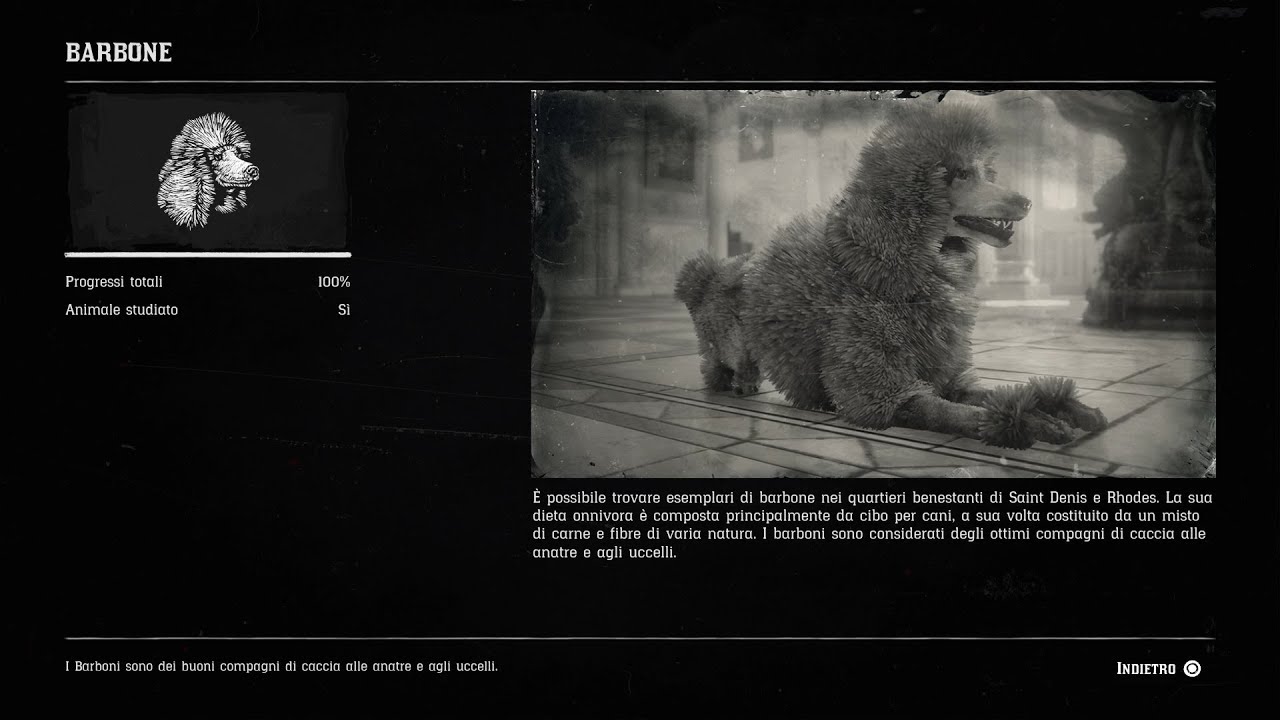 Red Dead Redemption 2 - Where to find a Poodle dog - YouTube