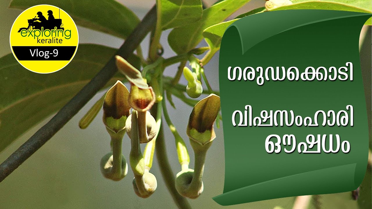 Garudakodi Ayurvedic Herb | Iswaramooli #Aristolochia #Garudakodi # ...