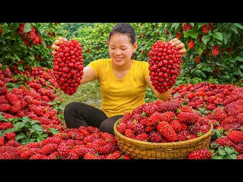 Harvesting Giant Mulberries in the Forest – Cooking Delicious Steamed Dishes - Cultural Cuisine
