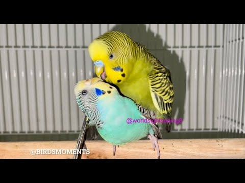 Turquoise and Jade the budgie on the perch 1