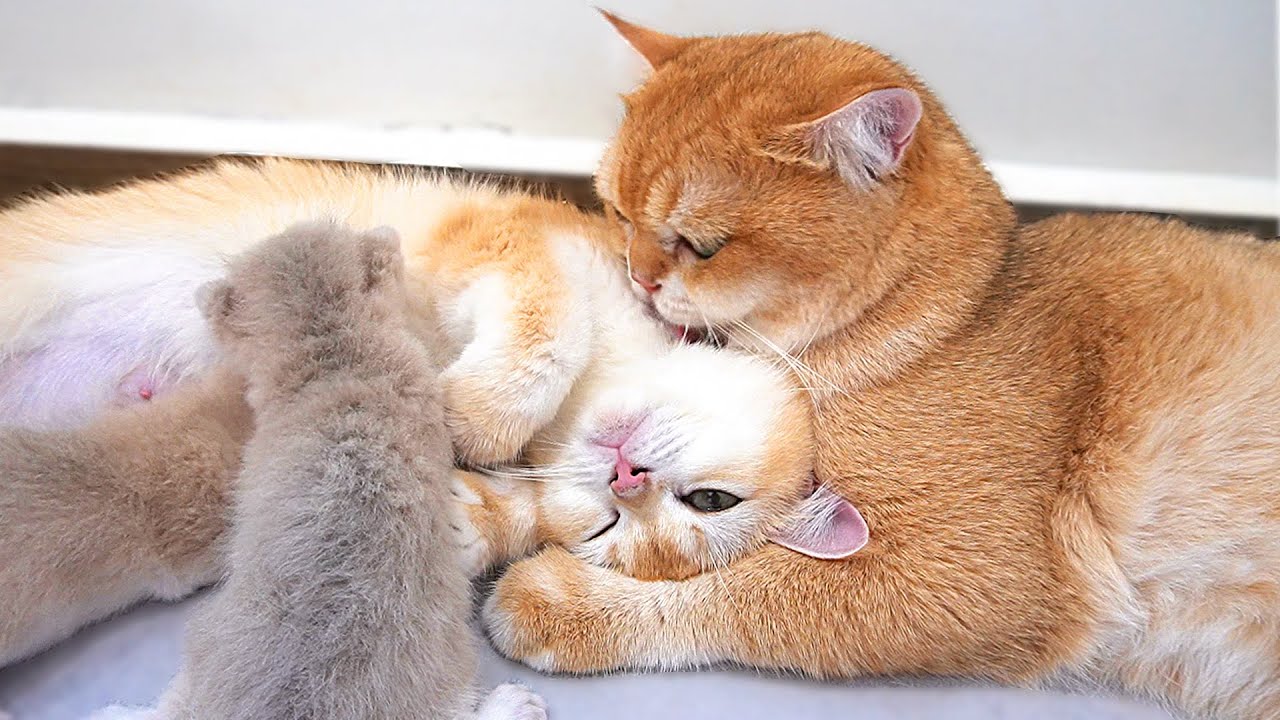 Dad Cat loves Mom Cat so much ️ - YouTube