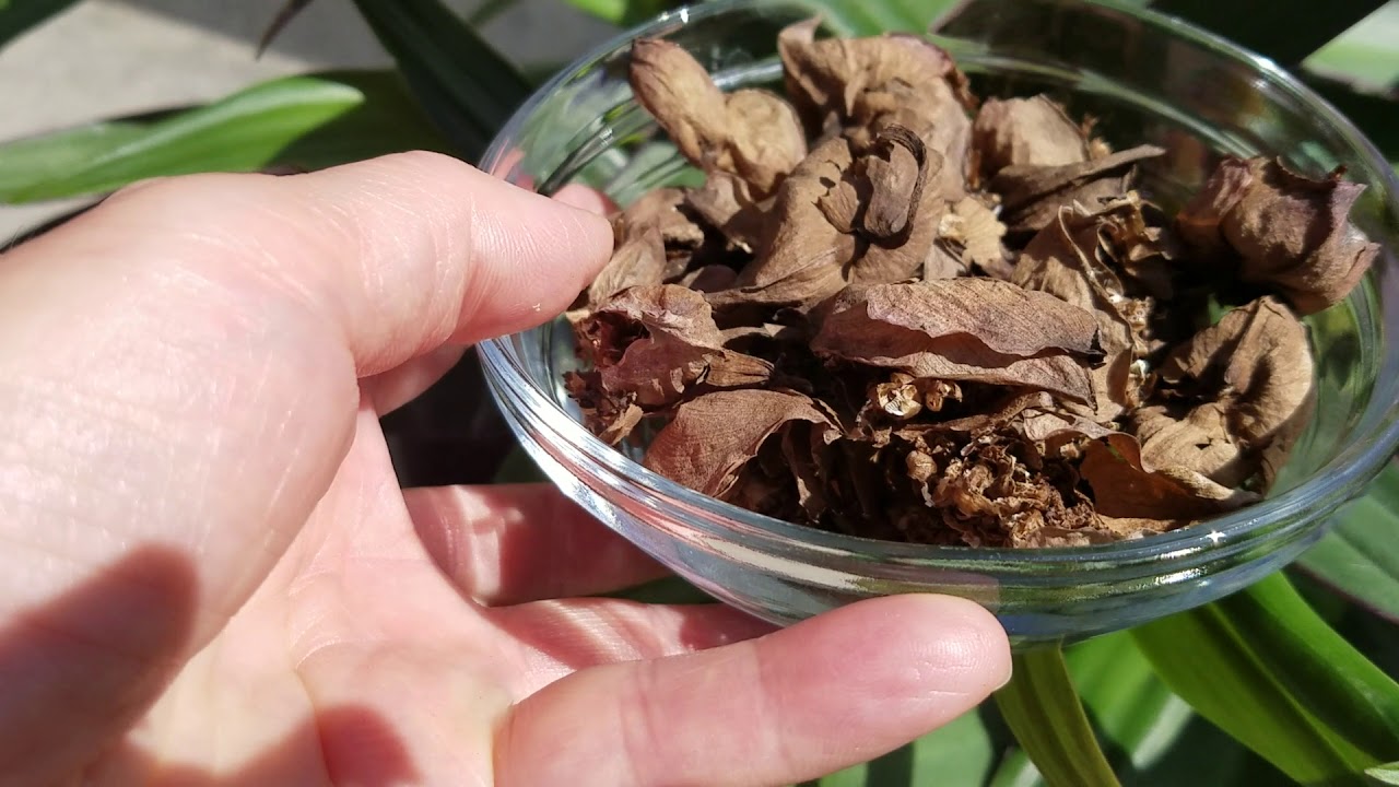 Qha Tsob Tshuaj Oyster Plant. Tshuaj Nyiaj Choj - YouTube