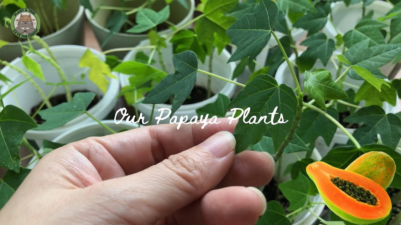 Our papaya plants | Five months update ☘️ - YouTube