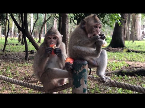 Monkeys eat delicious food and use their hands and feet to hold food ...