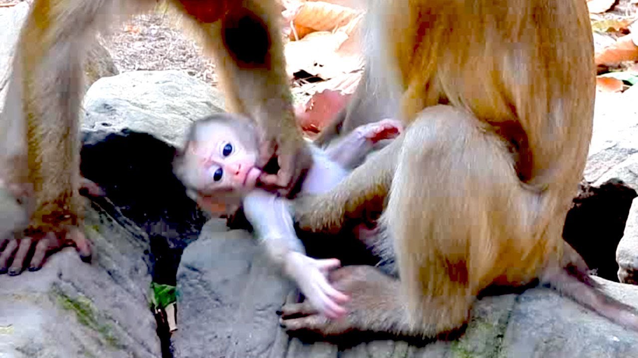 How Adorable you're! young Female monkey jealous with cute baby - YouTube