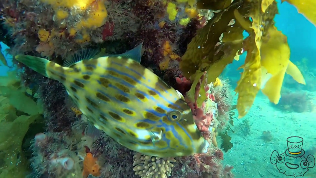 Scuba Dive: St Leonards Pier 27 Oct 2019 - YouTube