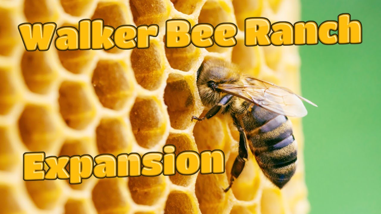 Beekeeping 101: How to Expand Your Apiary setting up new hive stands ...