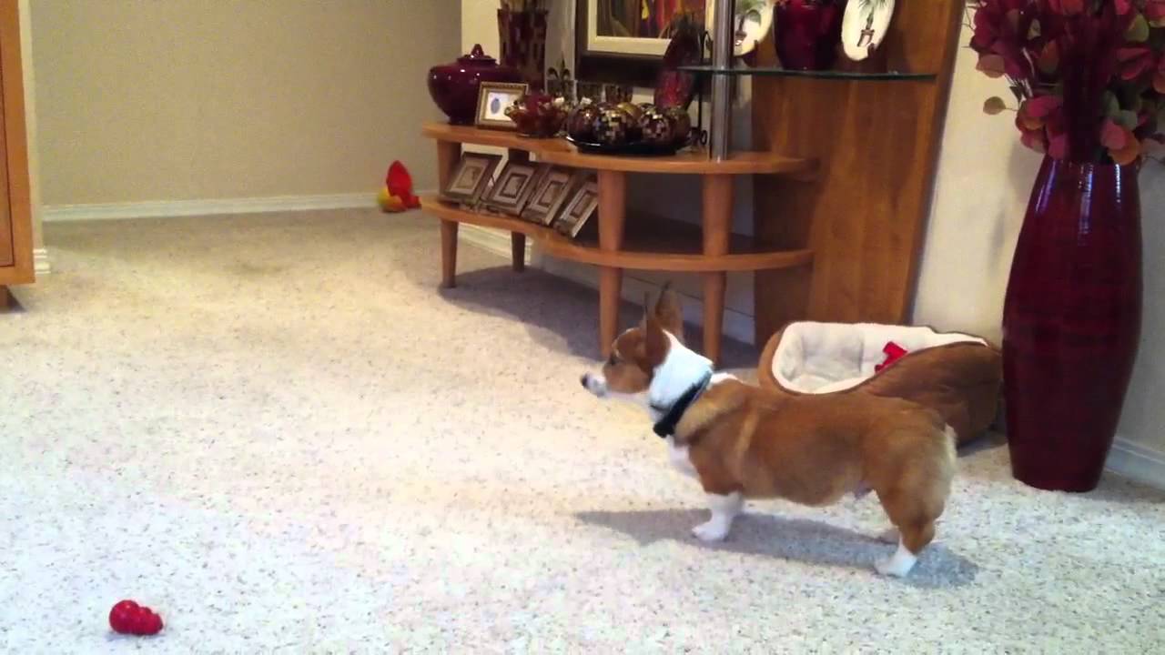 Maverick- Pembroke welsh corgi- watching Dog Whisperer - YouTube