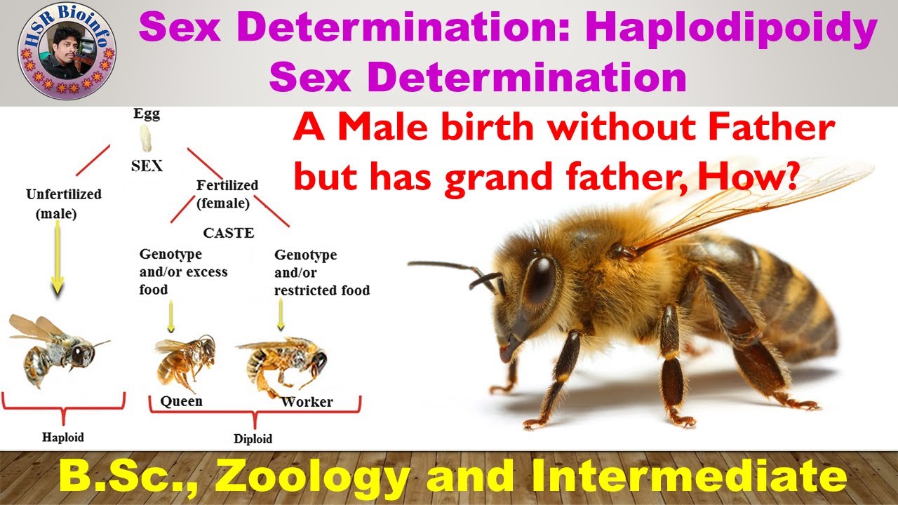 Sex Determination: Haplodiploidy Sex Determination | Genetics | HSR ...