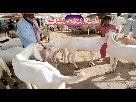 bara Bakra Mandi ma ala nassal ka Rajan pure - YouTube