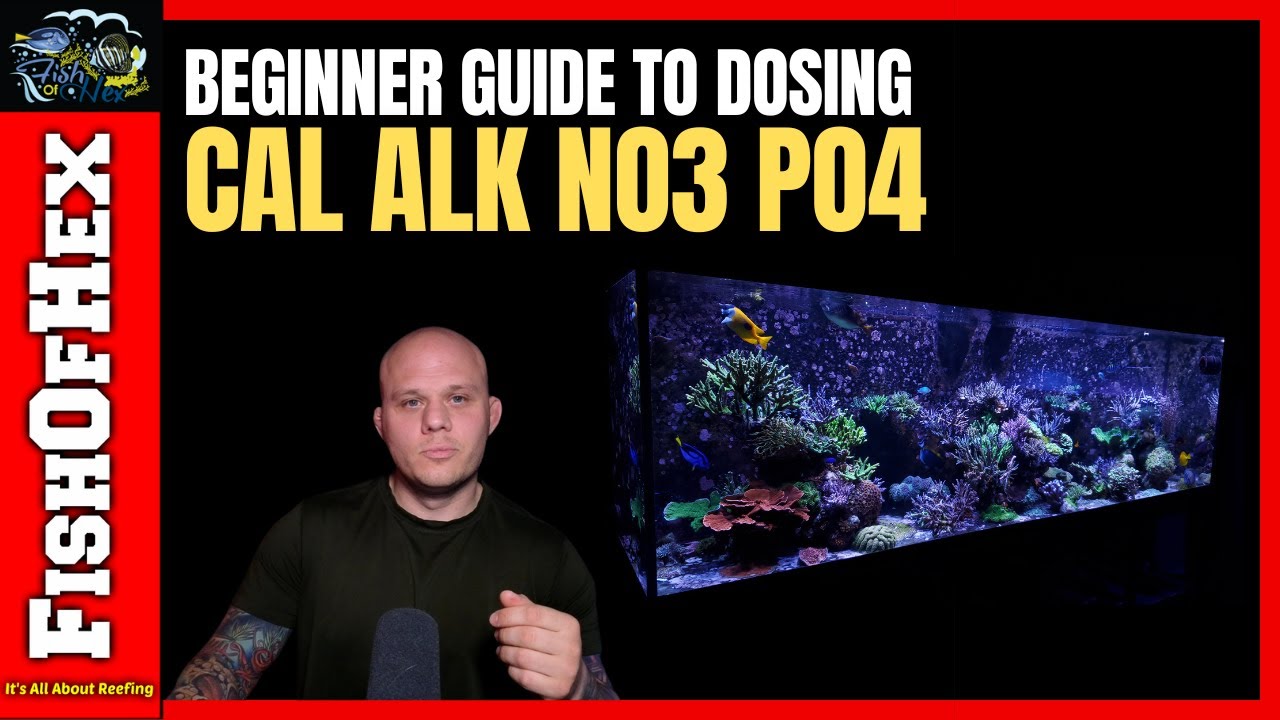 New To Dosing A Reef Tank? Watch This First | CAL, ALK, NO3 & PO4 - YouTube
