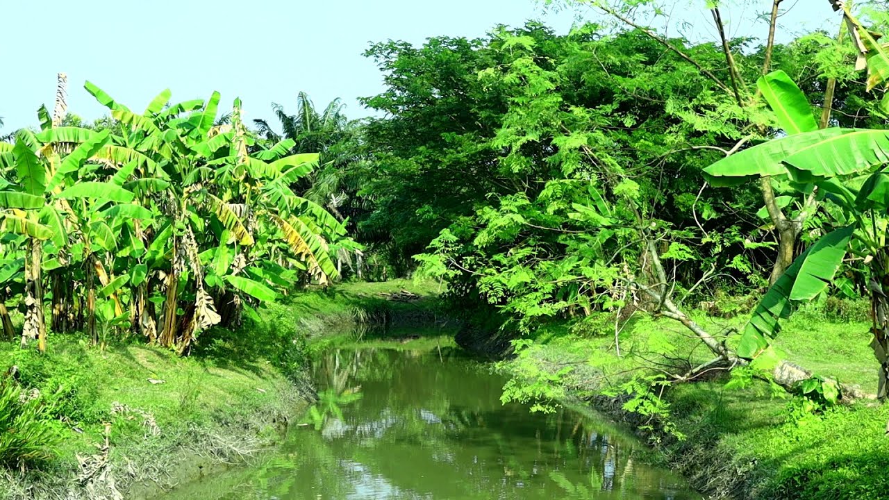 Beautiful Natural Green Scenery In The Vilage || Natural Green Scenery ...