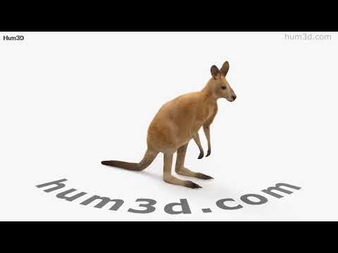 Kangaroo 3D model by 3DModels.org
