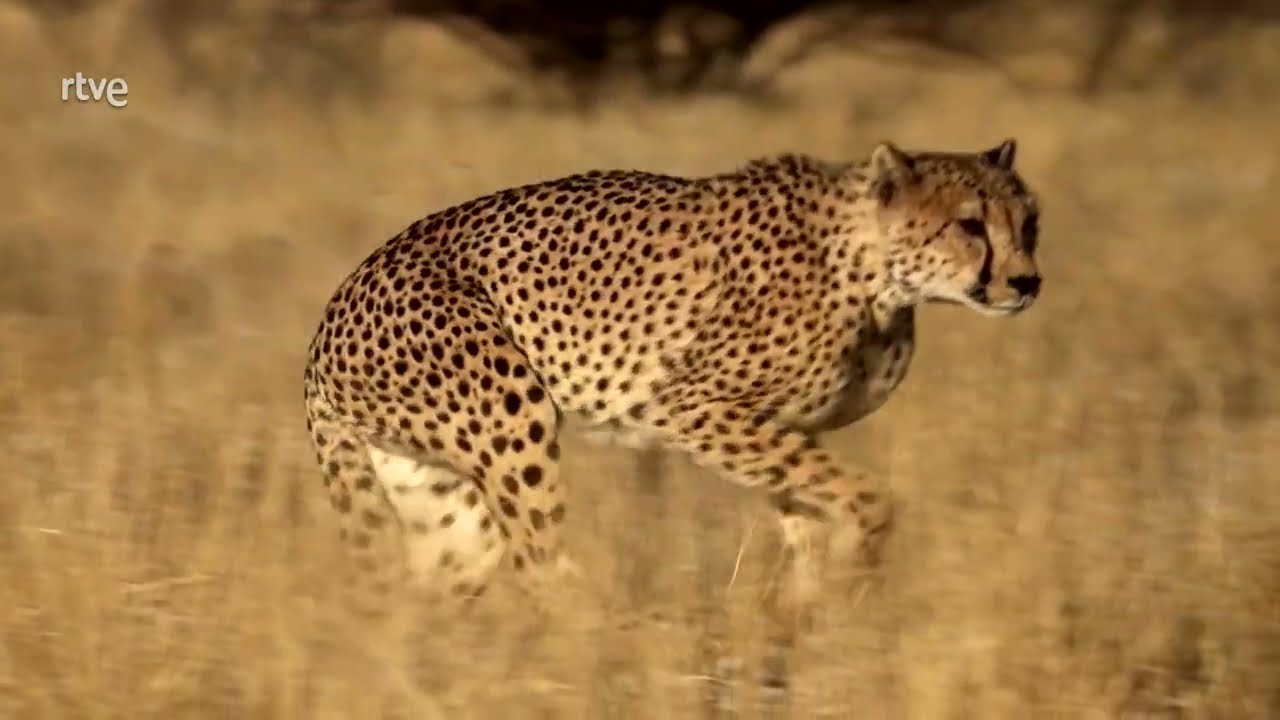 GUEPARDO EL ANIMAL MÁS VELOZ DEL MUNDO - Documental - YouTube