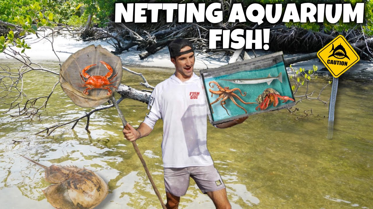 Netting AQUARIUM FISH and INVERTEBRATES For My REEF AQUARIUM!! - YouTube