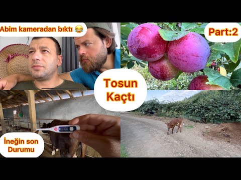 TOSUN KAÇTI / HASTA İNEĞİN SON DURUMU / HARİKA ERİKLER