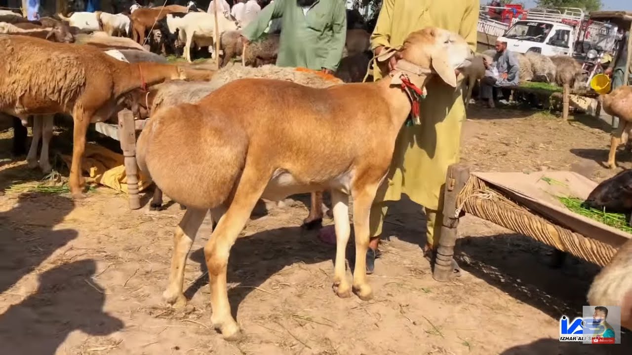 Dumba Mandi Gali Jageer/ Turkey Dumba Collection/ Bakra Eid / Yasiri Tv ...