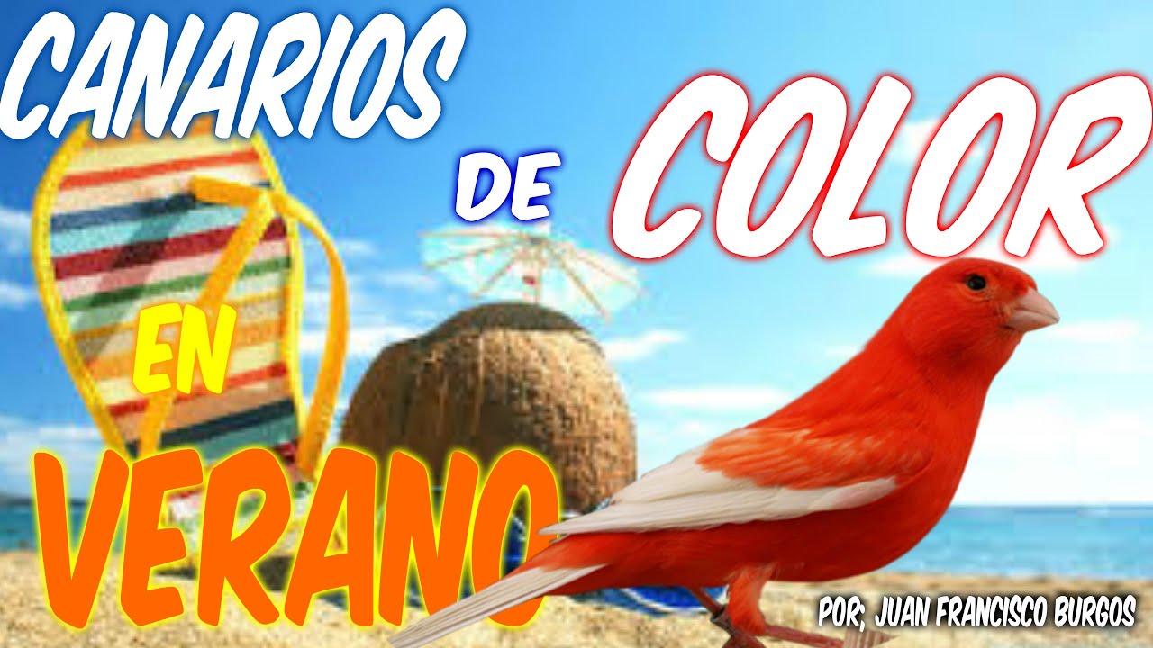 CANARIO COLOR EN VERANO (HD) - YouTube