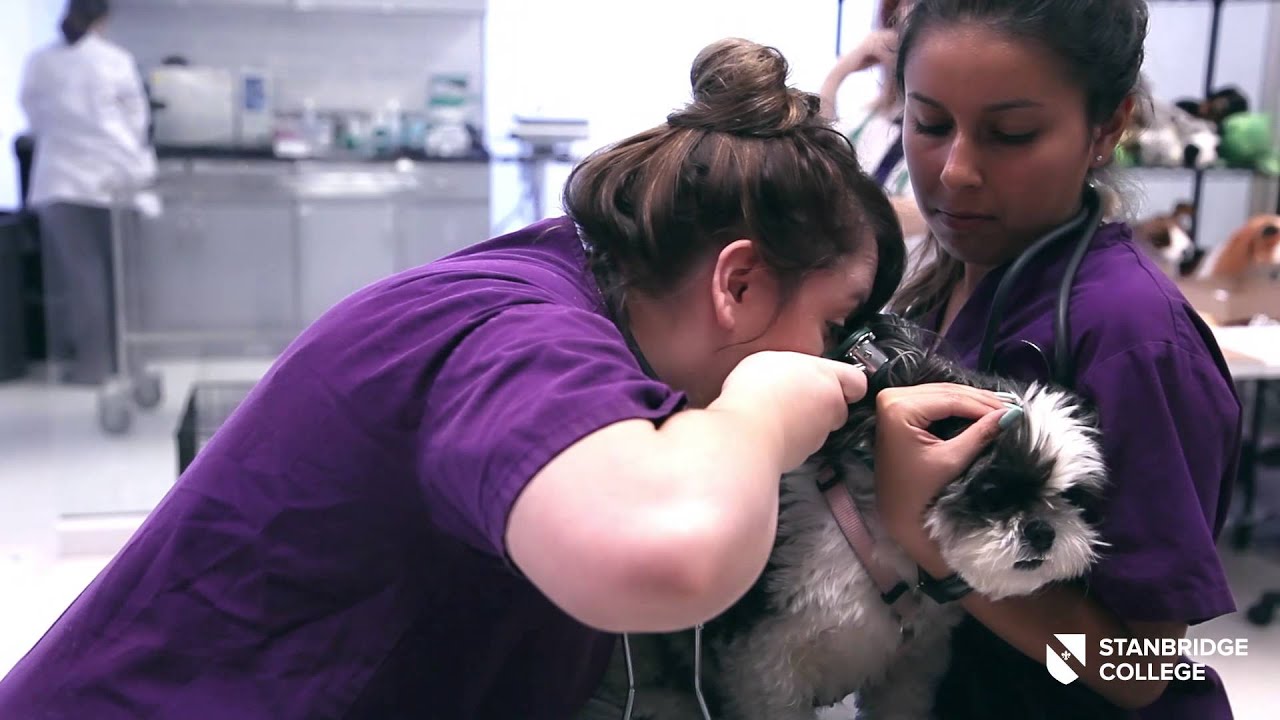 A Quick Look: Vet Tech Students In Action - YouTube