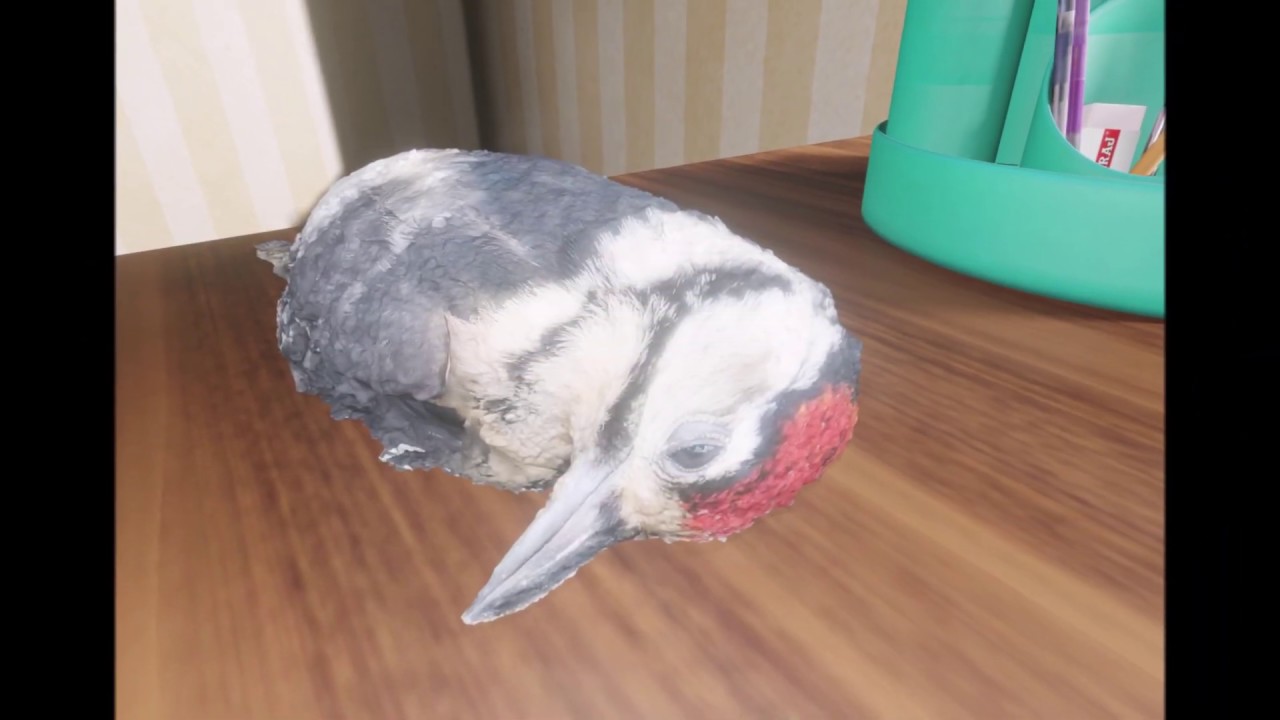 RIP BIRD ~~ discovrey + tribute - YouTube