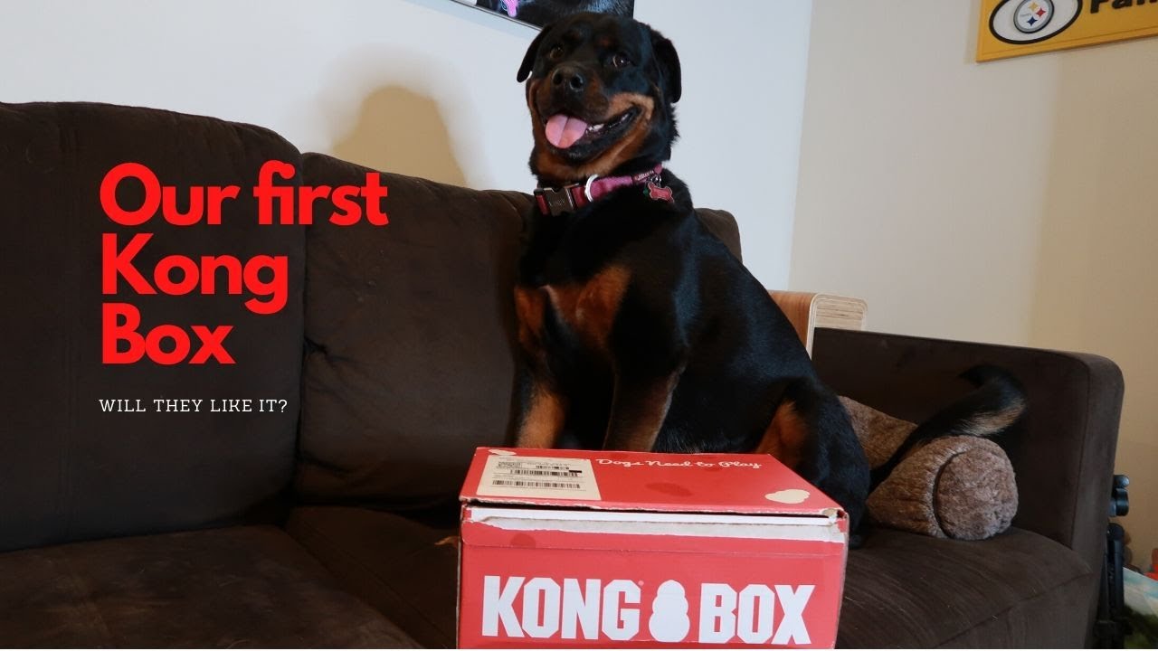 Our first KONG BOX | Unboxing - YouTube
