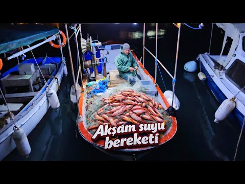 AKŞAM SUYUNDA AĞLARA TAKILAN O KIRMIZI BALIKLAR?
