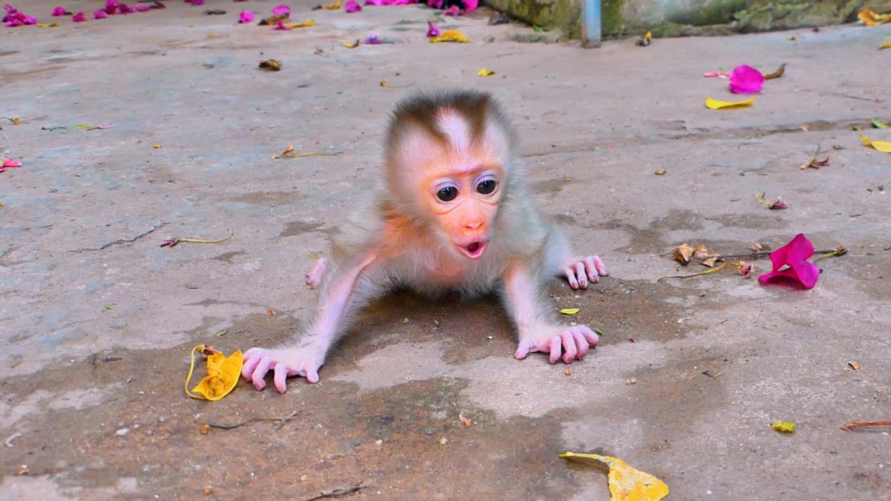 So Cute Ella Orphan Monkey - Enjoy Watching Abandon Baby Monkey - Daily ...