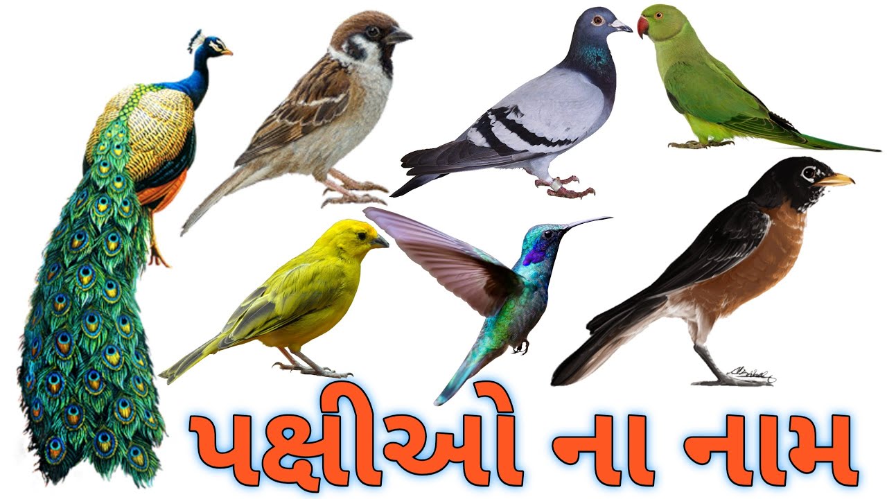 પક્ષીઓ ના નામ | Birds name ni gujarati | Birds - YouTube