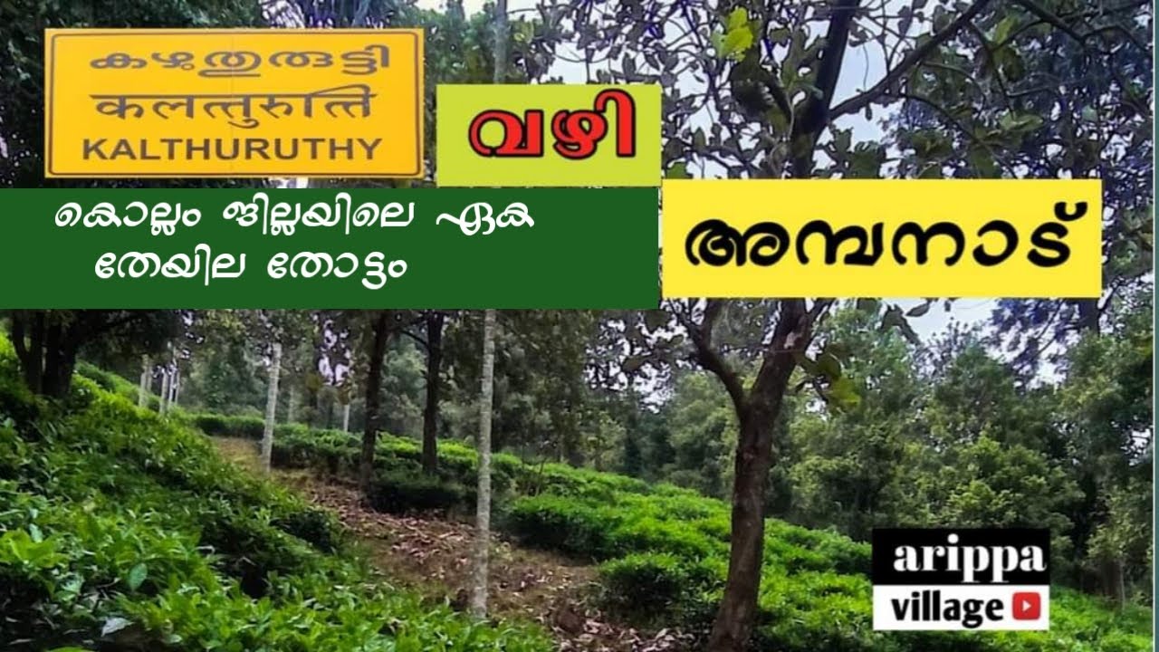Tea estate in kollam ambanad hills കൊല്ലം ജില്ലയിലെ തേയില തോട്ടം ...