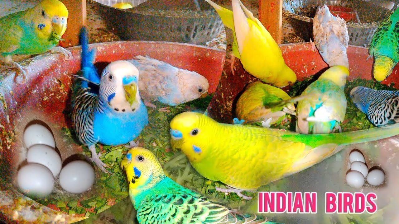 Colourful Spangle budgies chick's 🦜Indian Birds l#viral#budgies#parrot ...