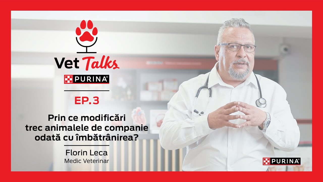 #VetTalks Florin Leca: Prin ce modificări trec animalele de companie ...