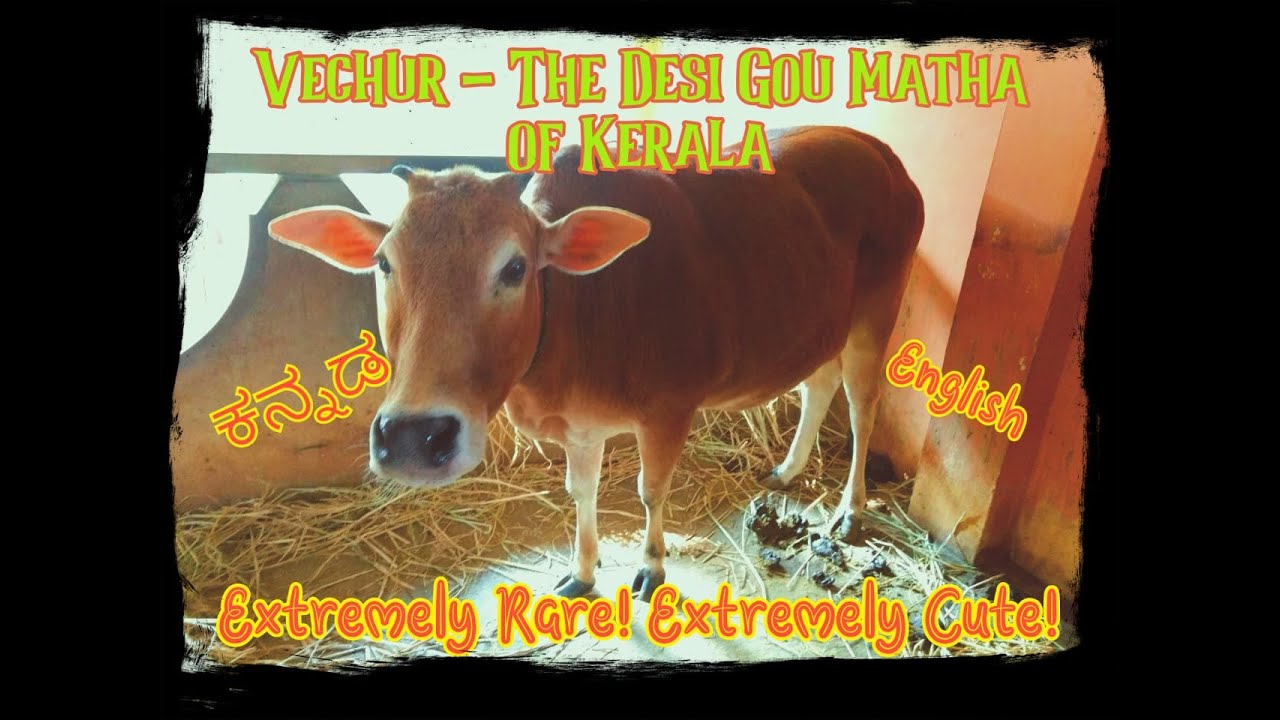 Kerala's Vechur Desi Indian Cow - Rare, Cute and Priceless (English ...
