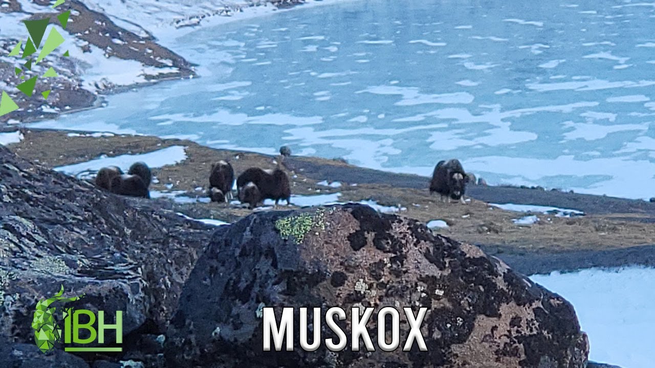Shooting Wild Muskox in Greenland - YouTube