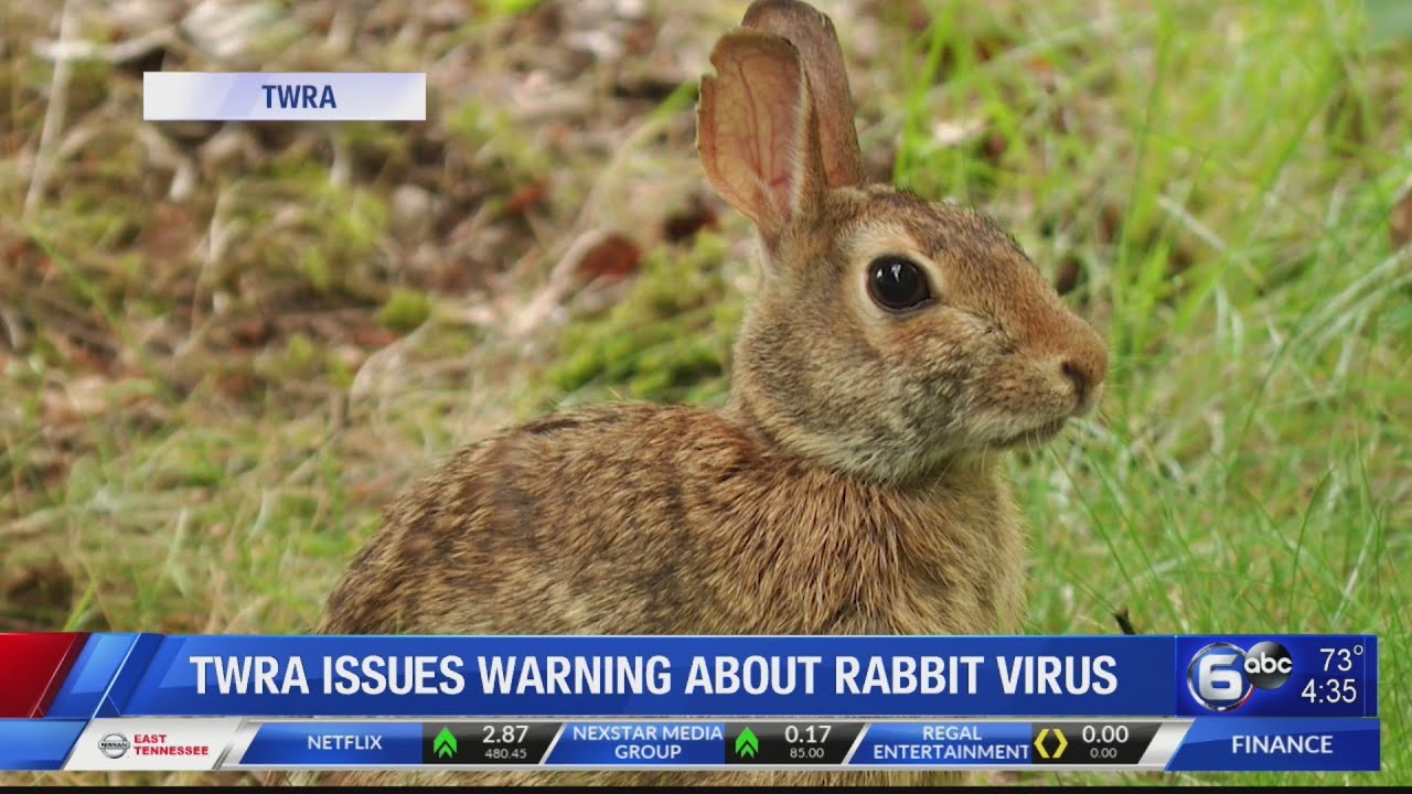 TWRA issues warning about virus found in rabbits - YouTube