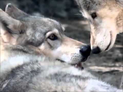 International Wolf Day - YouTube