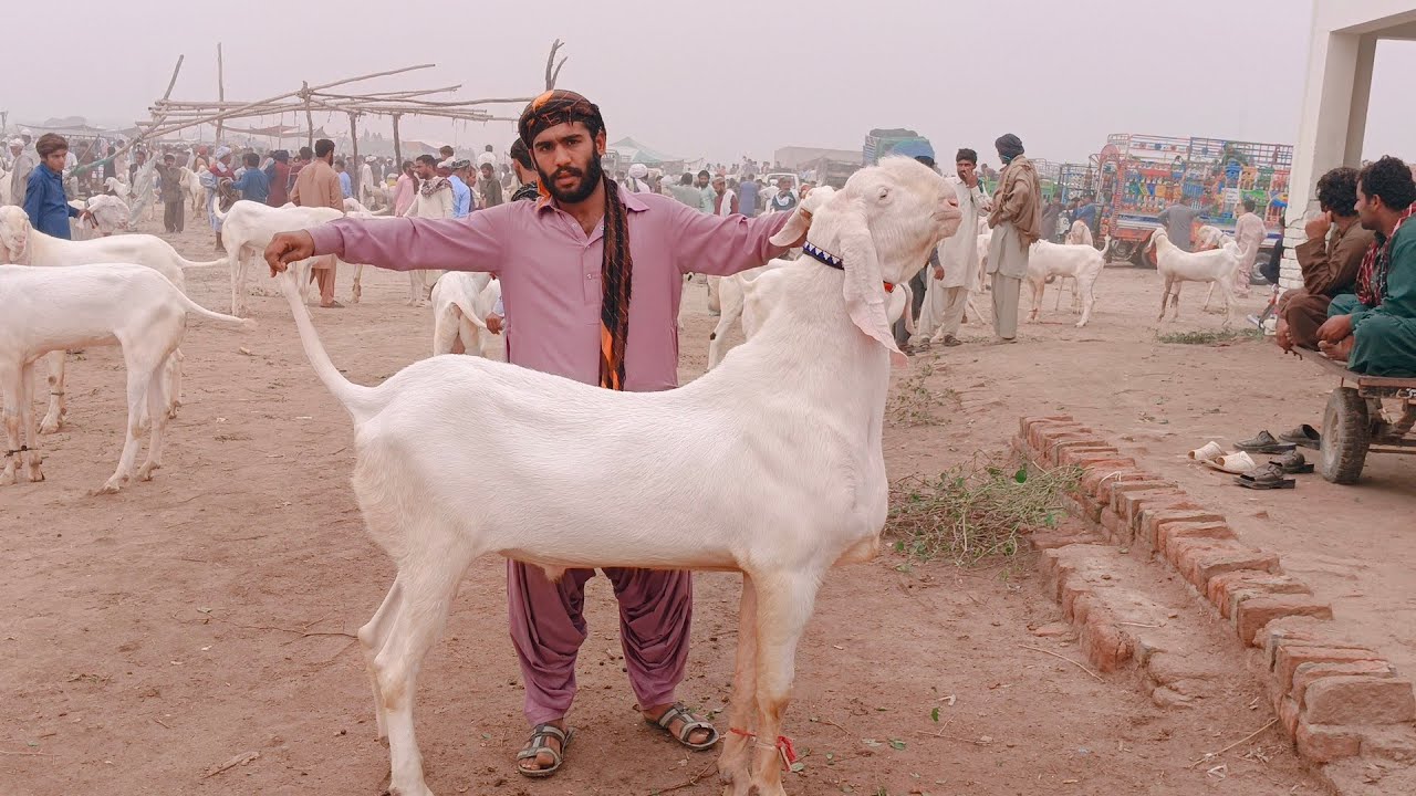 Pakistan biggest bakra Mandi Muhammad pur pure gulabi big breeders ...