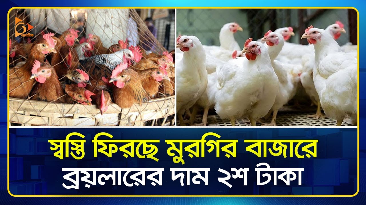 স্বস্তি ফিরছে মুরগির বাজারে, ব্রয়লারের দাম ২শ টাকা | Broiler | Chicken ...