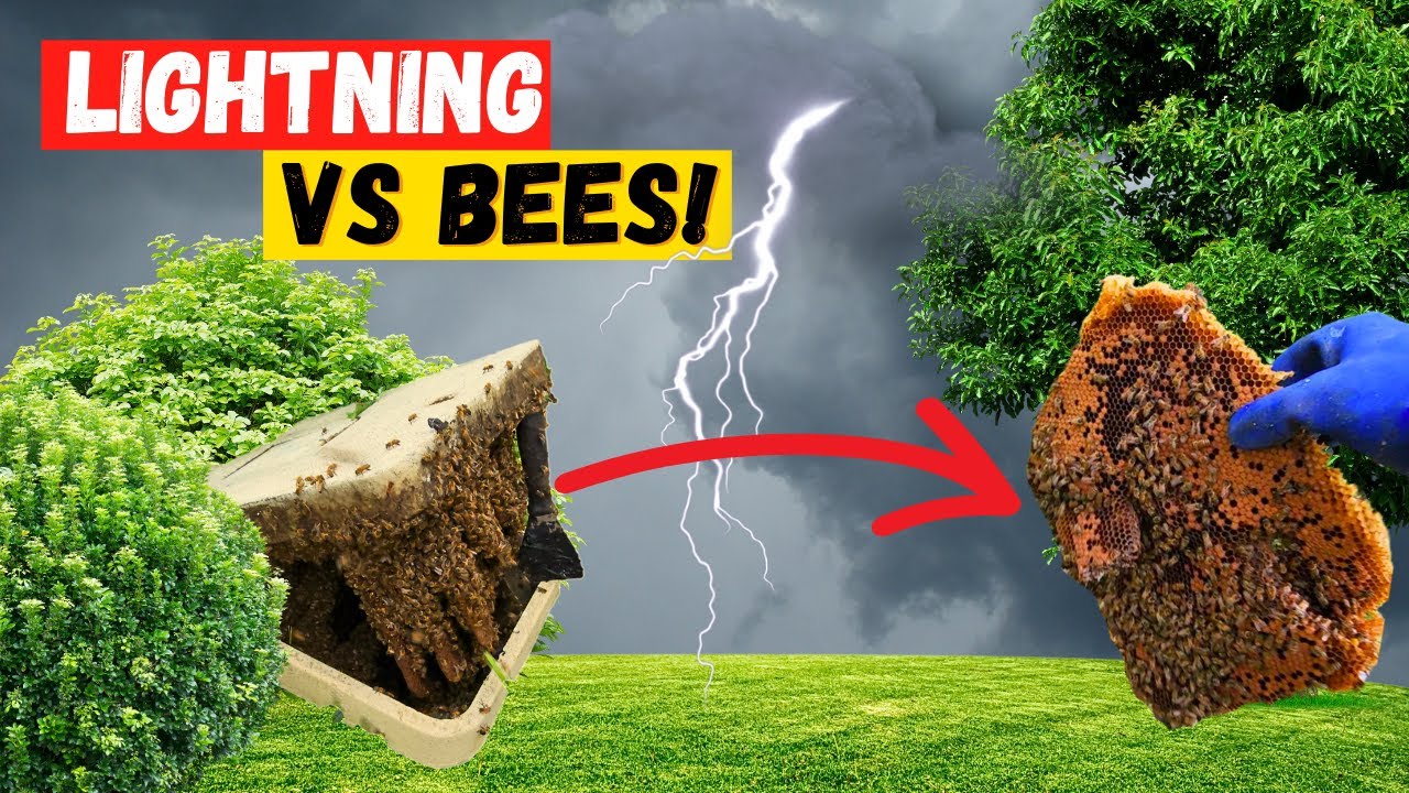 Stormy Beehive Removal: Battling Lightning and Buzzing Bees! | #honey # ...