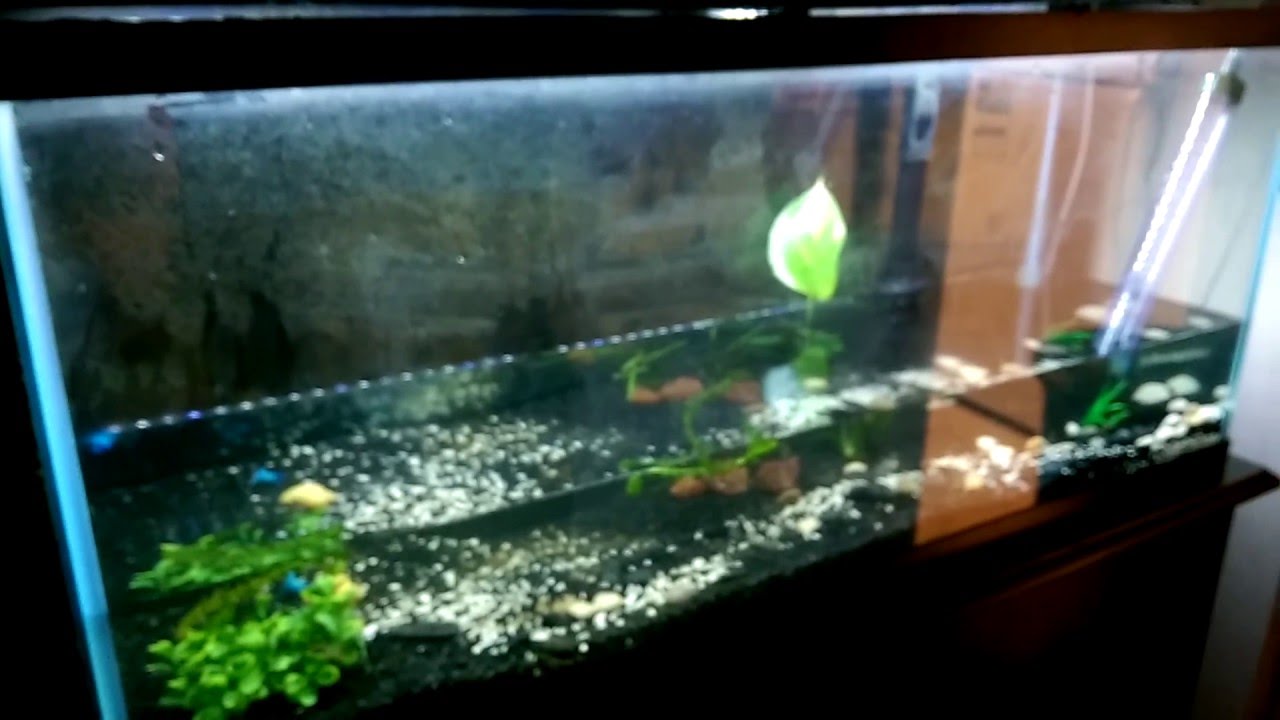 Tearing down a 55 gallon aquarium after a leak in the tank!! - YouTube