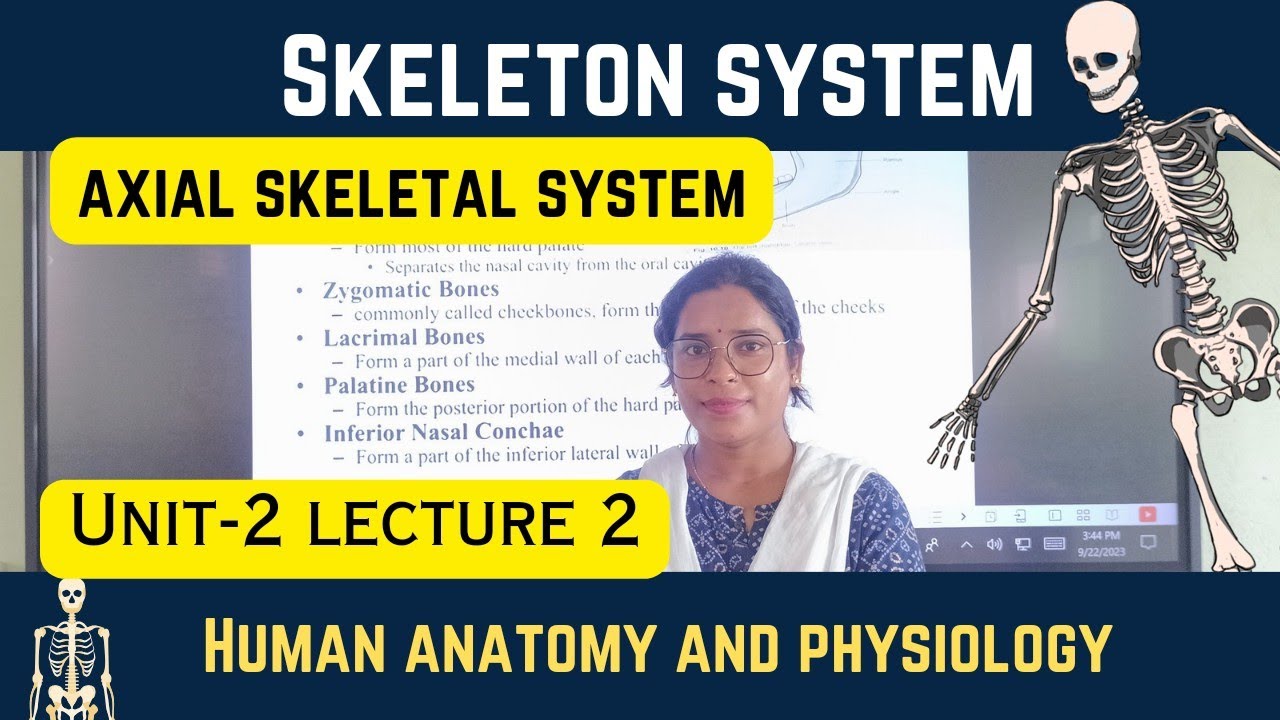 Skeleton system | Axial Skeleton System | Function Of bone | anatomy ...