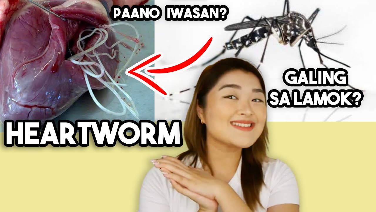 HEARTWORM: Causes, treatment & prevention | Arah Virtucio - YouTube