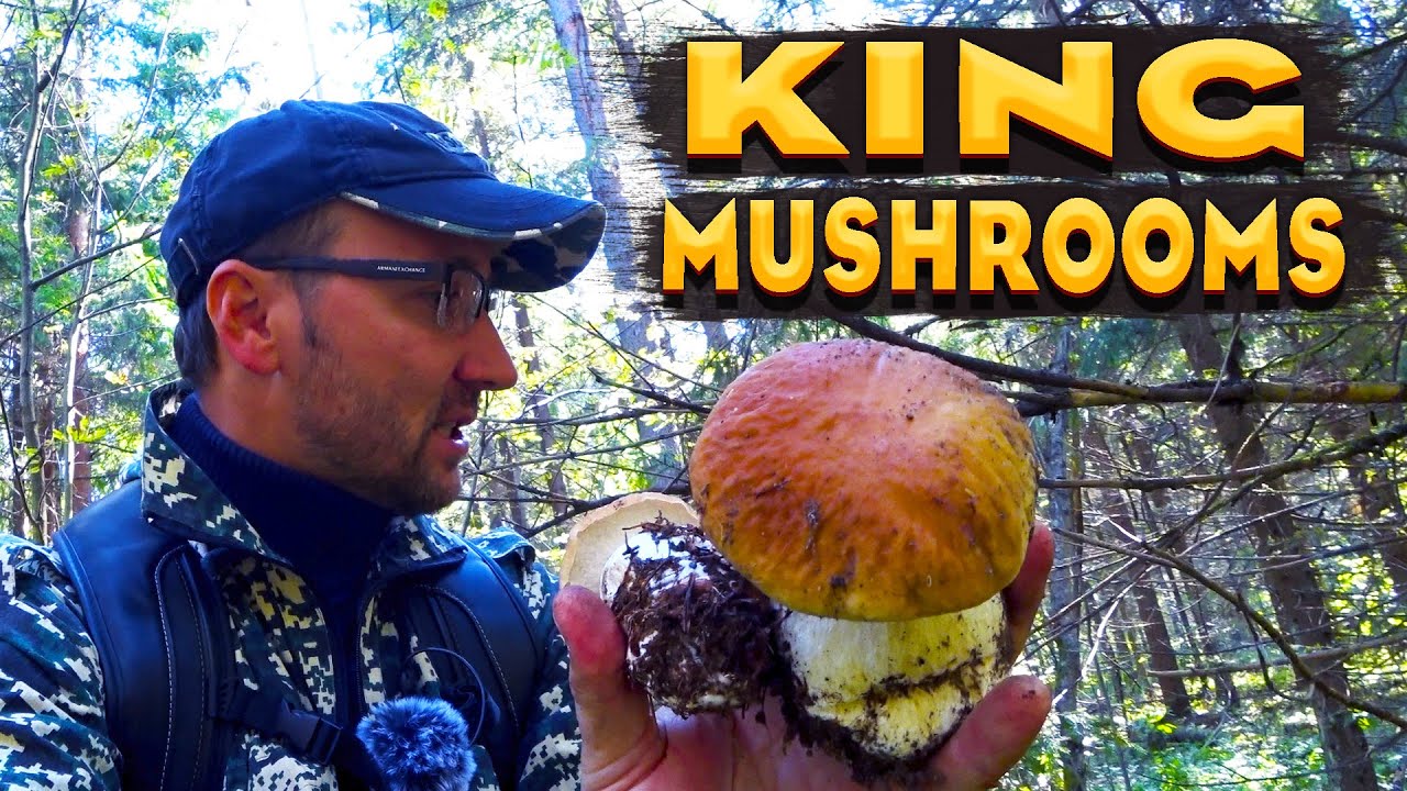 THIS IS THE REAL KING OF MUSHROOMS. BOLETUS EDULIS. KING BOLETE. GIANT ...