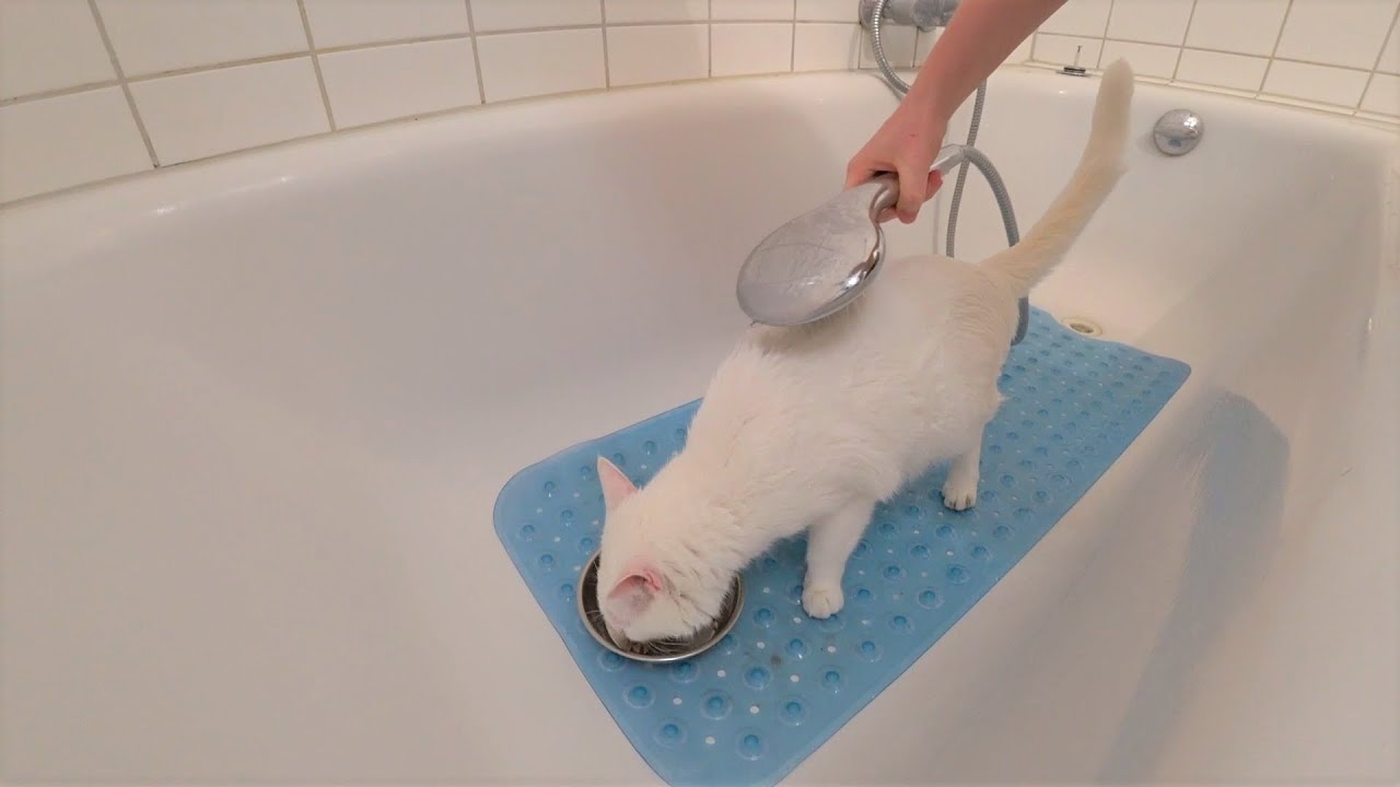 3 Cats Cool Off Shower (Water) || 3 Katzen Abkühlung mit Dusche (Wasser ...