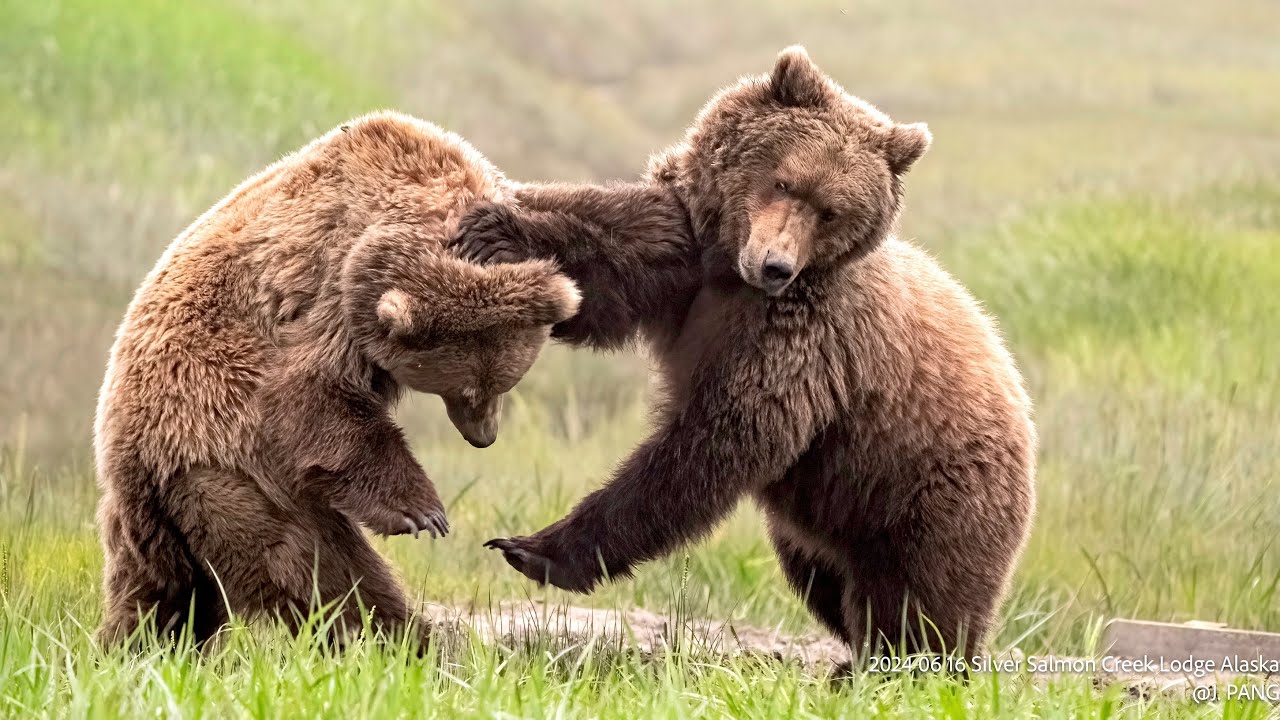 Bears Playing In Silver Salmon Creek - YouTube
