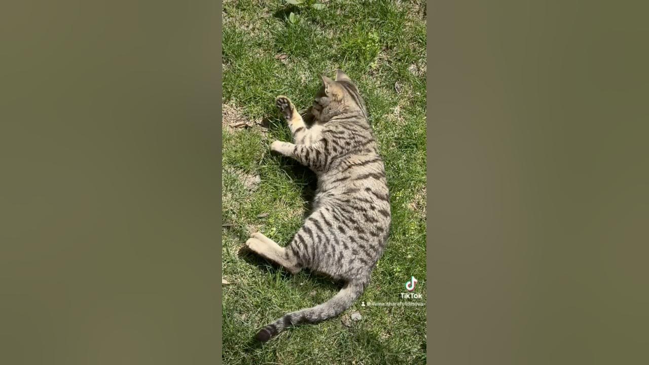 Китайские деликатесы - YouTube